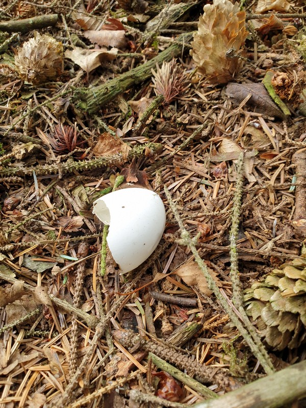 A gentle woodland walk in East Saltoun – Just Frances