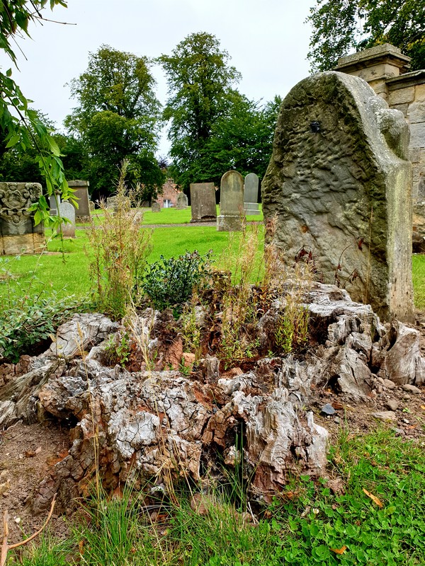 A gentle woodland walk in East Saltoun – Just Frances