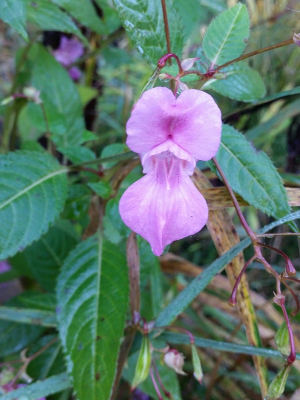 Weir walking – Just Frances