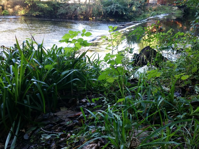 Weir walking – Just Frances