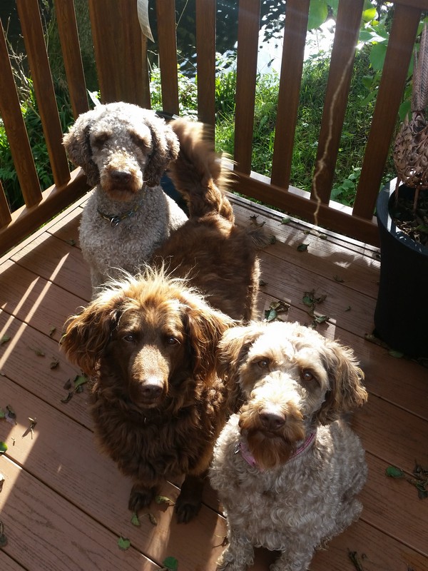 Weir walking – Just Frances