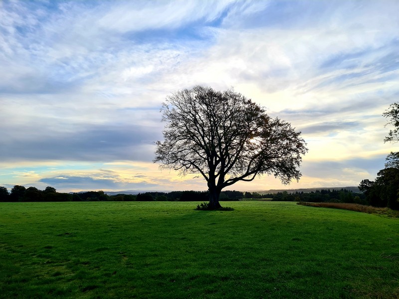 RIP, my 5-mile tree – Just Frances
