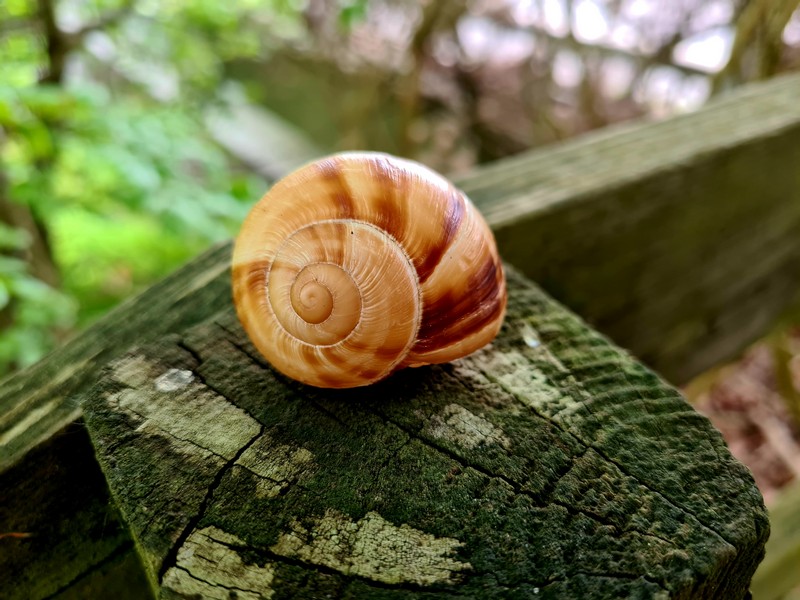 Random May (2023) - Just Frances