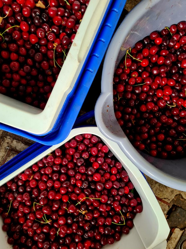 Cherry good – Just Frances