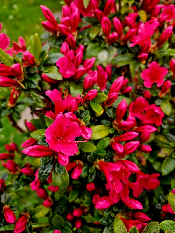 Random May (2024) – Just Frances