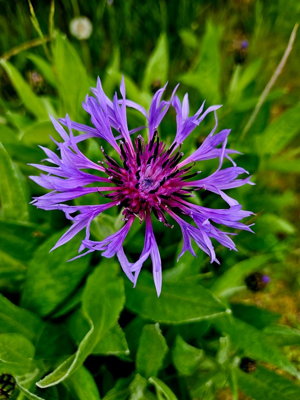 Random May (2024) – Just Frances